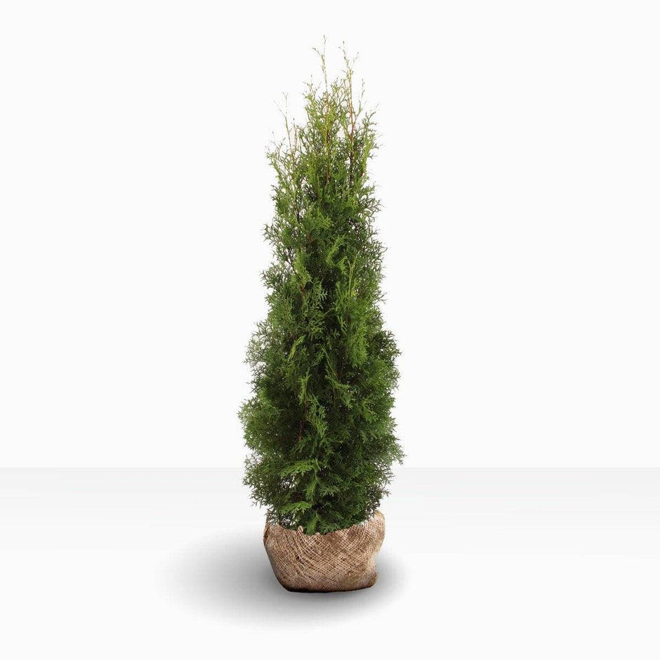 Thuja Pyramidalis Compacta XL 140+, rotklump – Thujor.se
